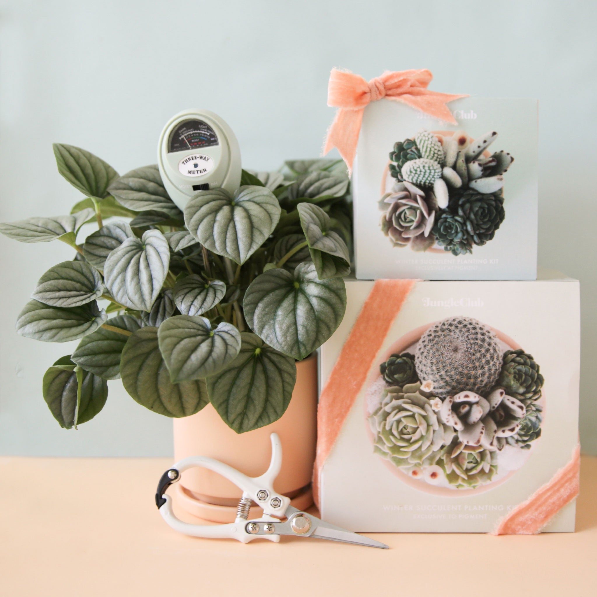 Plant People Gift Guide – Pigment