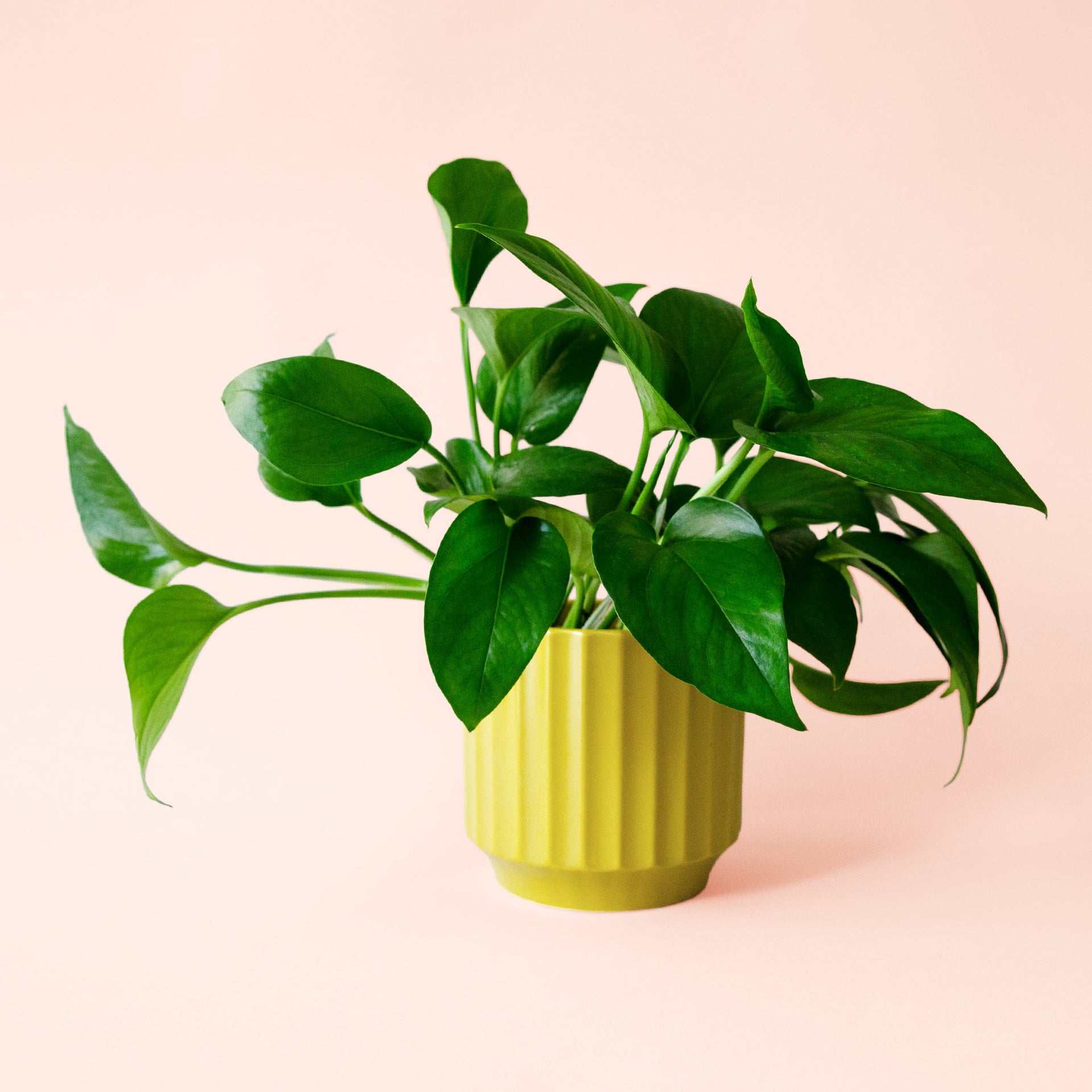 Pothos | Green – Pigment