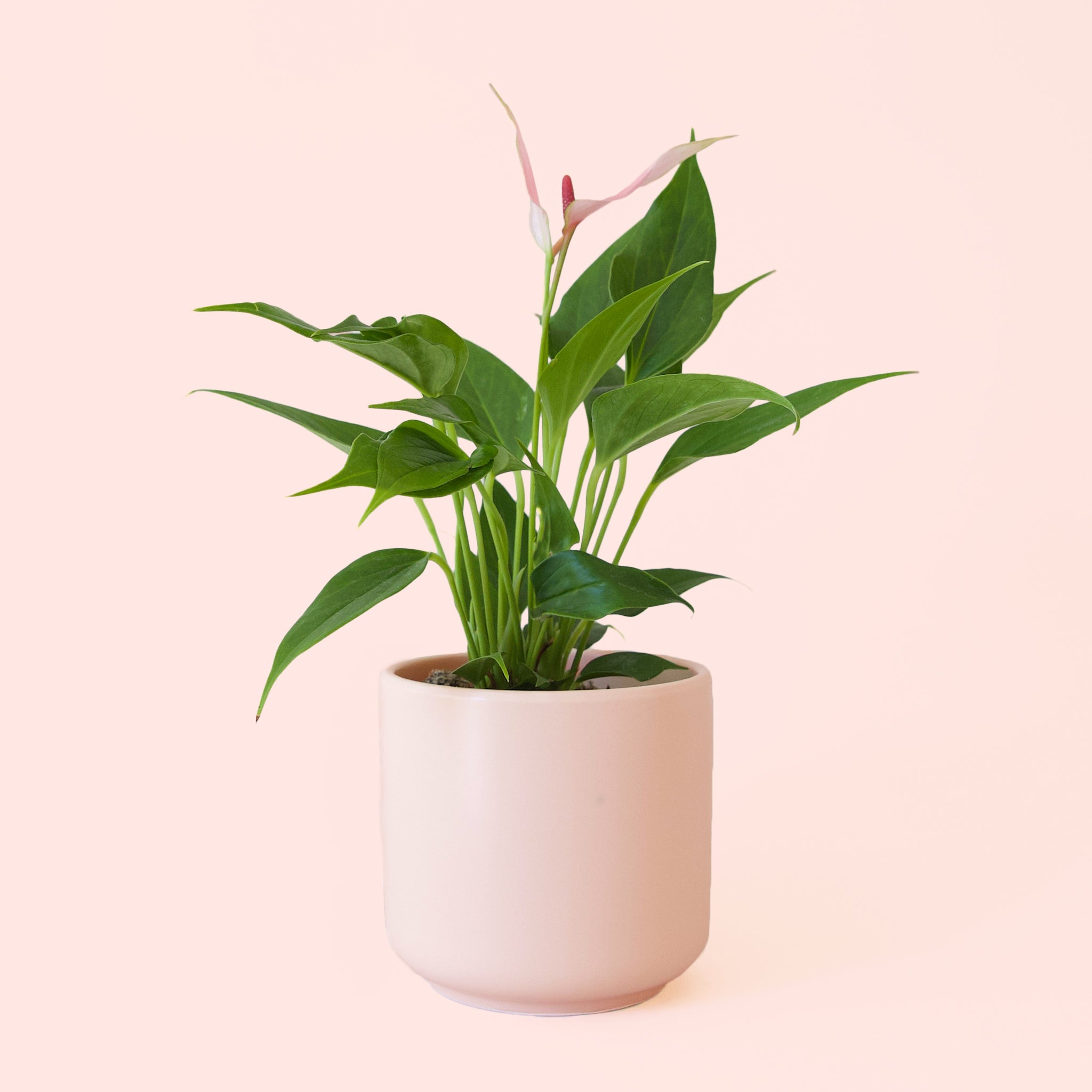 Anthurium | Lilli – Pigment