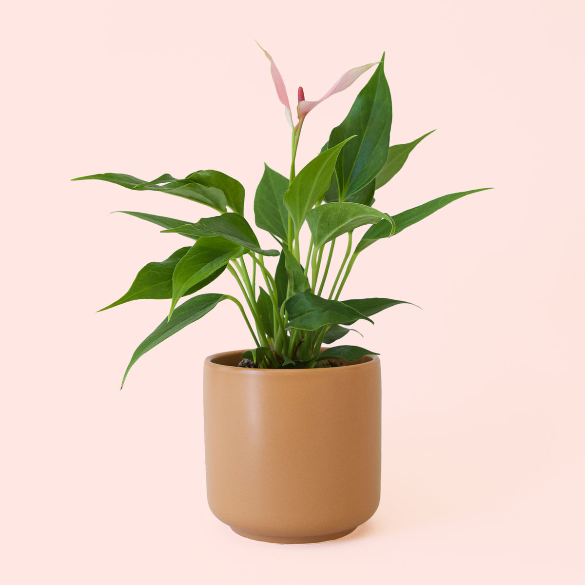 Anthurium Lilli | Stunning Flowering Houseplant – Pigment