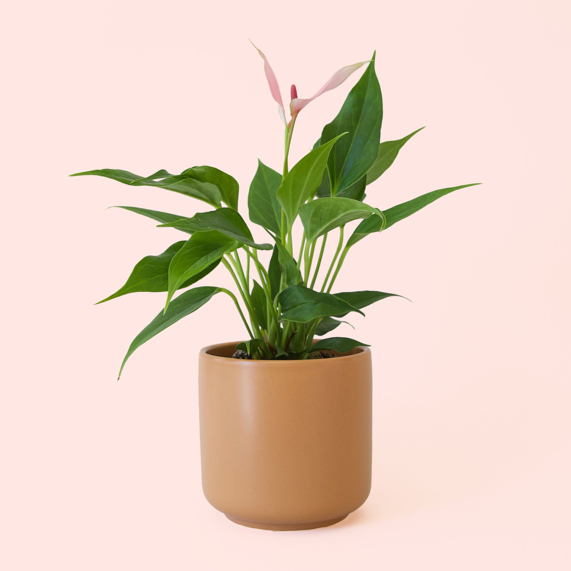 Anthurium Lilli | Stunning Flowering Houseplant – Pigment