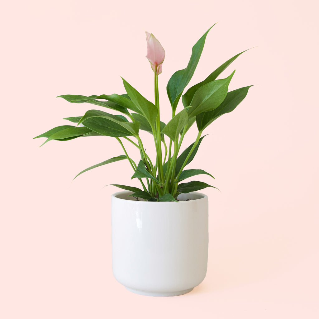 Anthurium Lilli | Stunning Flowering Houseplant – Pigment