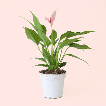 Anthurium Lilli | Stunning Flowering Houseplant – Pigment