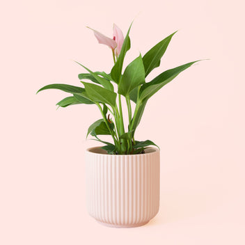 Anthurium Lilli | Stunning Flowering Houseplant – Pigment