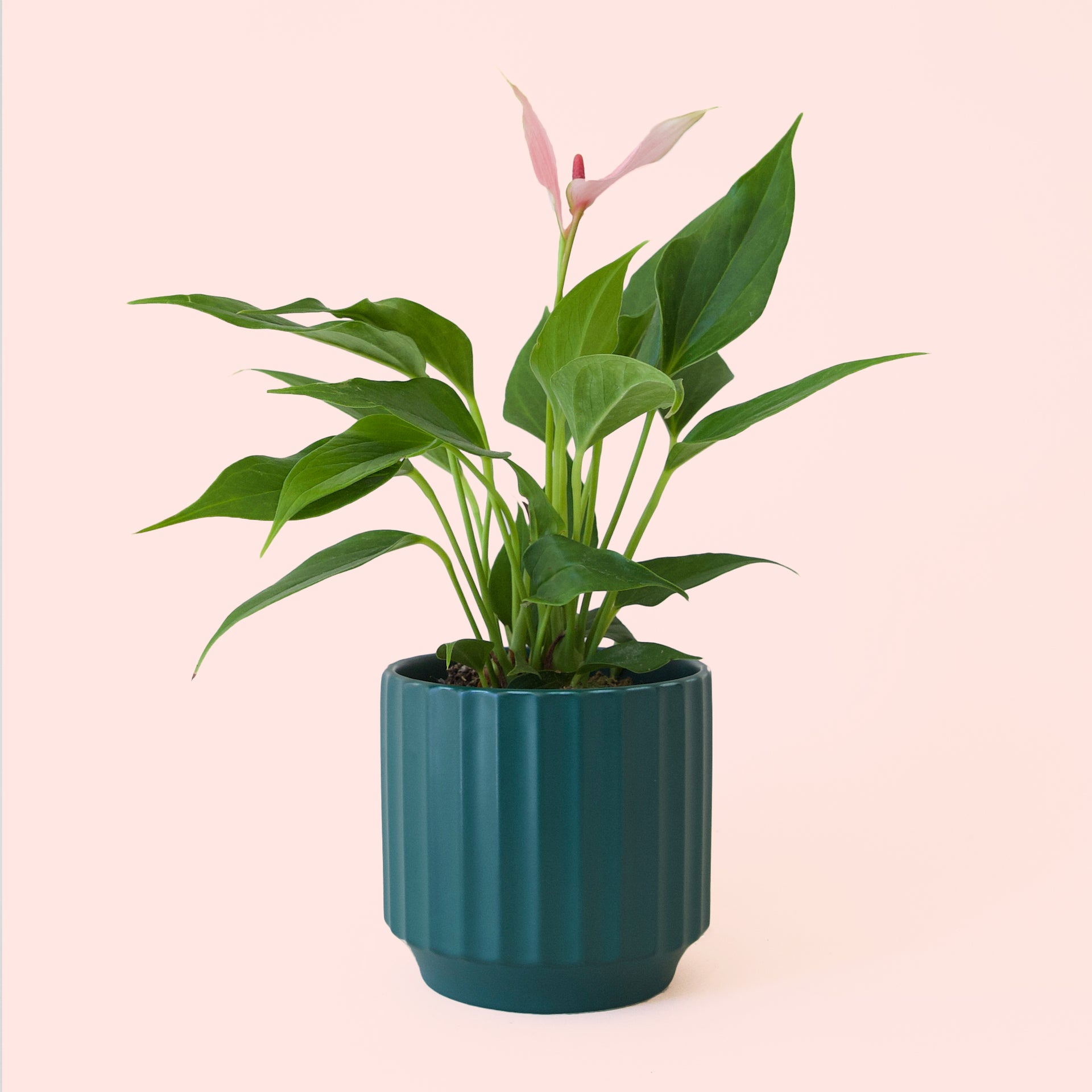 Anthurium Lilli | Stunning Flowering Houseplant – Pigment