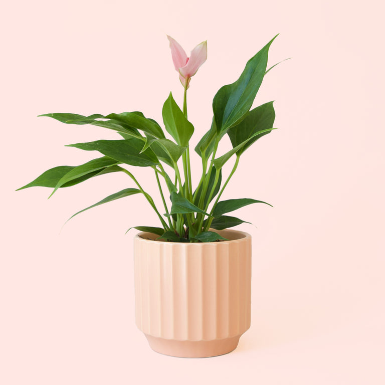 Anthurium Lilli | Stunning Flowering Houseplant – Pigment