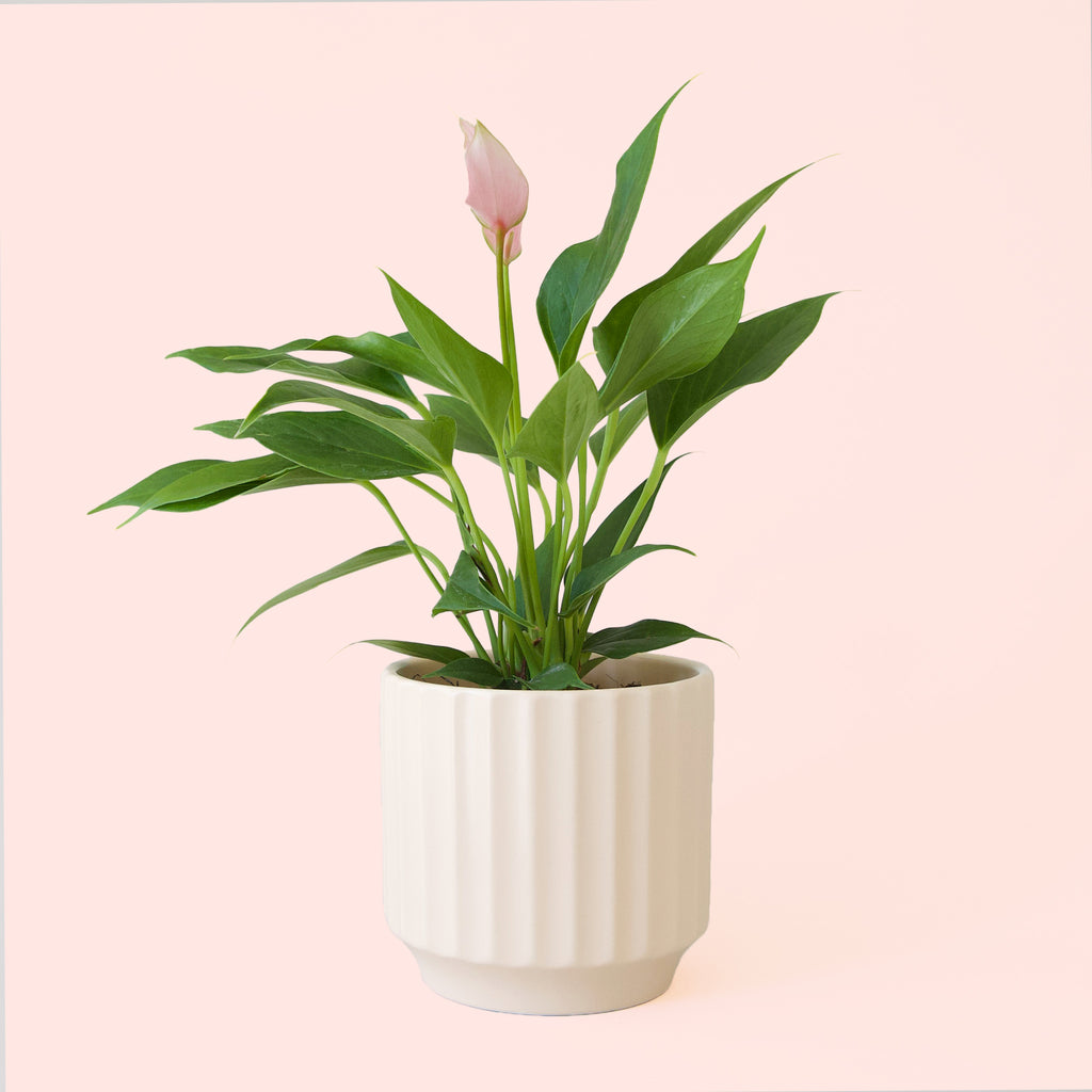 Anthurium Lilli | Stunning Flowering Houseplant – Pigment