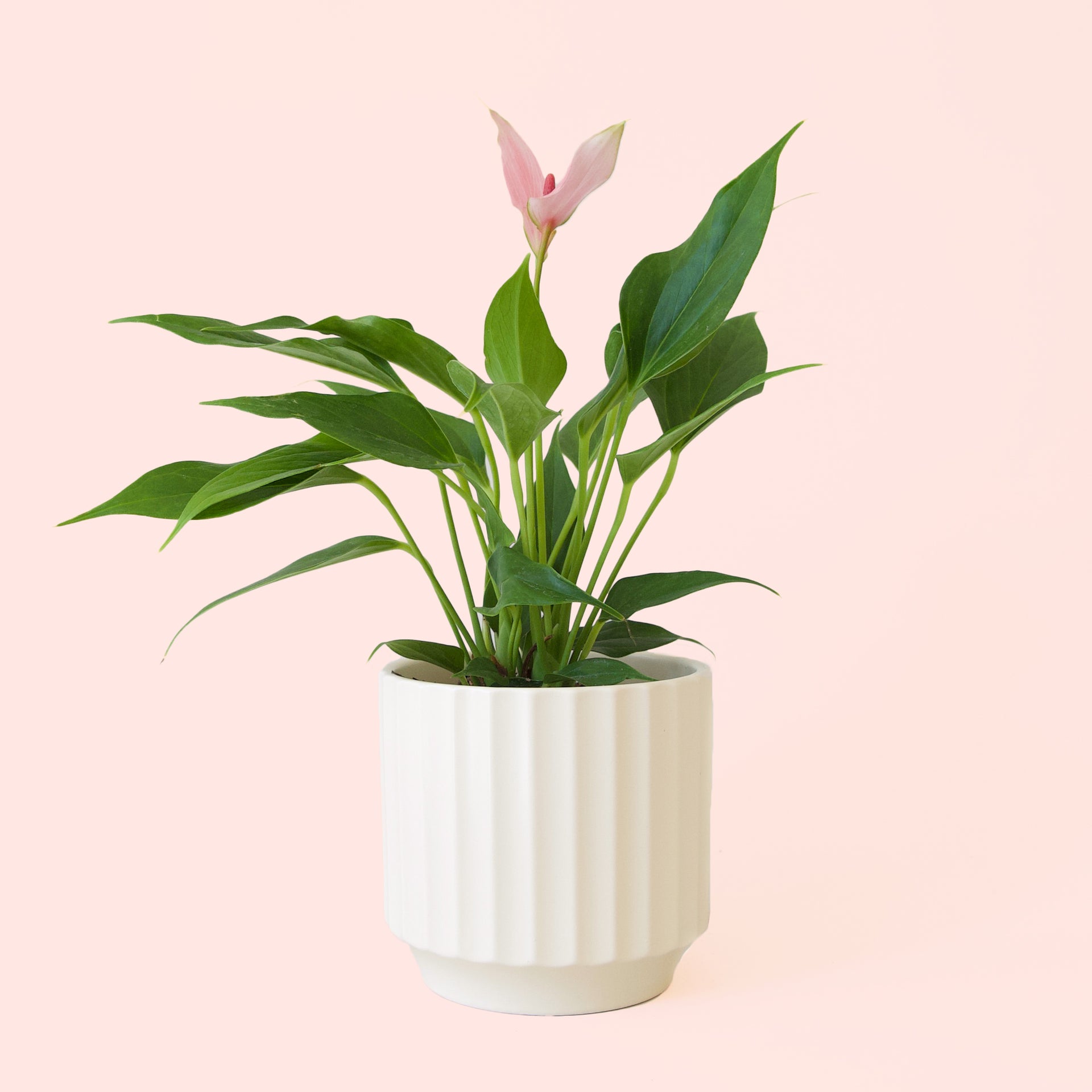 Anthurium Lilli | Stunning Flowering Houseplant – Pigment