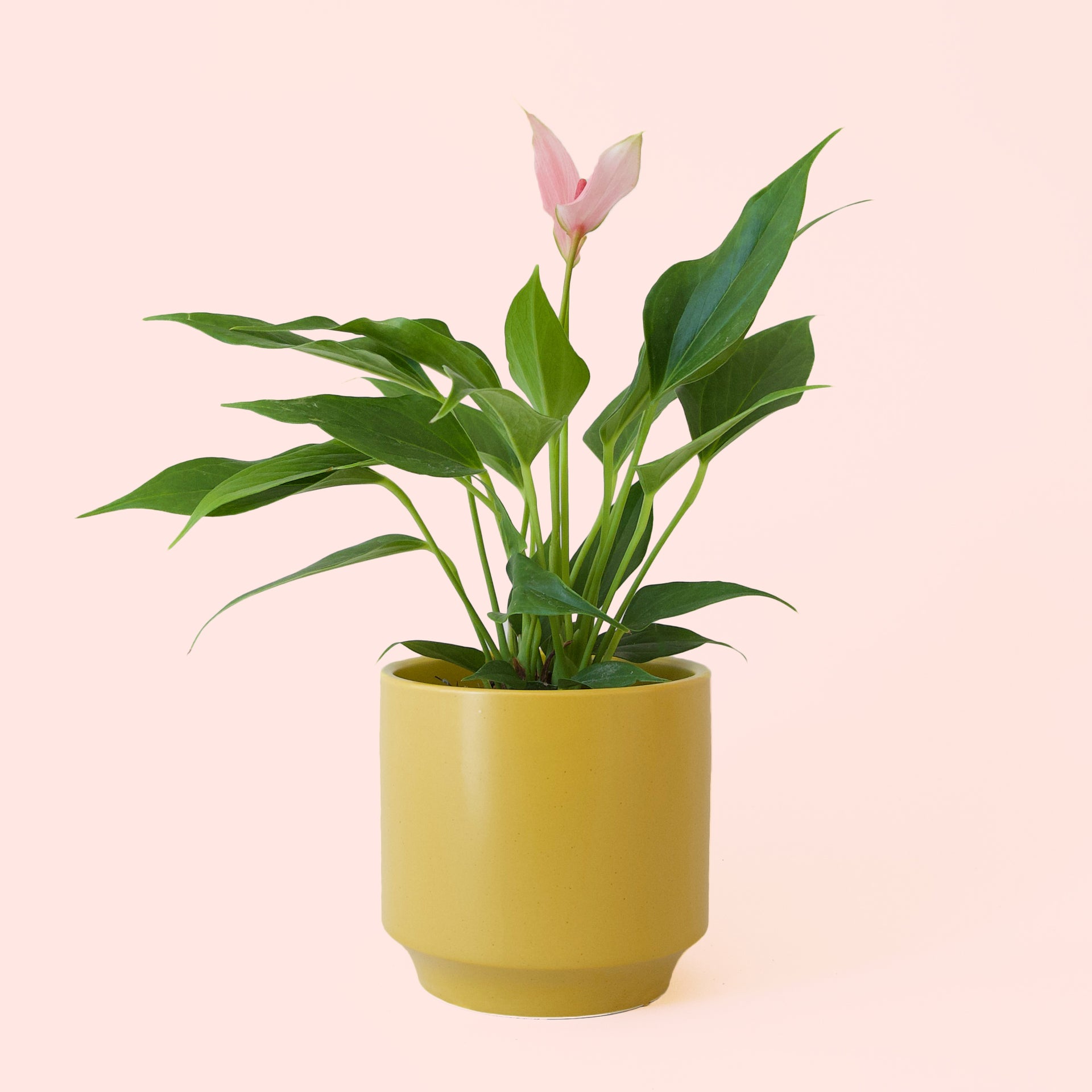 Anthurium Lilli | Stunning Flowering Houseplant – Pigment