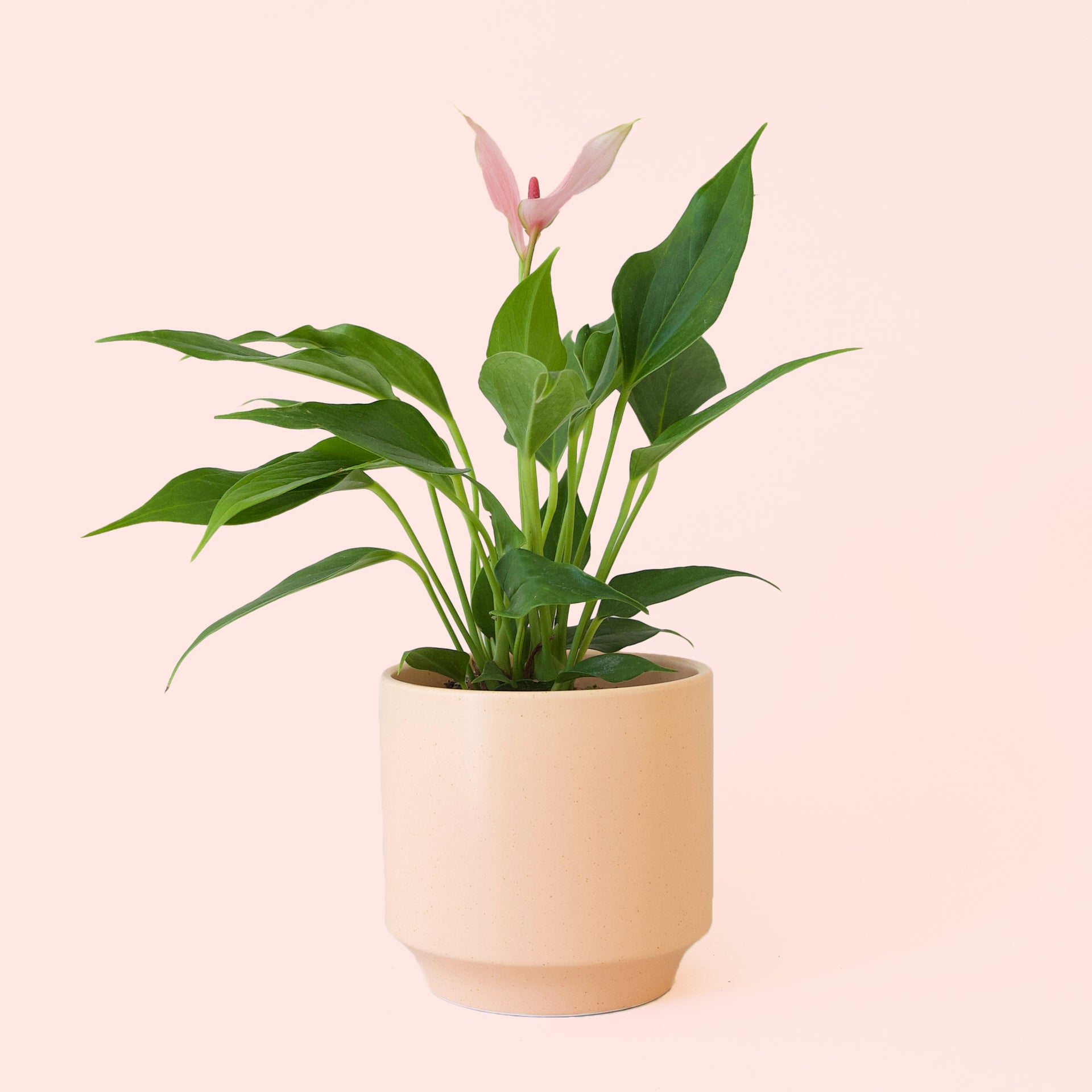 Anthurium Lilli | Stunning Flowering Houseplant – Pigment