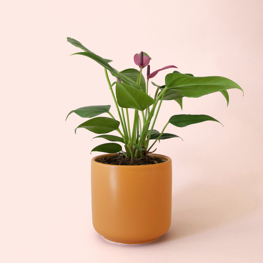 Anthurium Zizou | Stunning Tropical Houseplant – Pigment