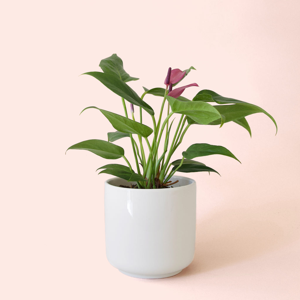 Anthurium Zizou | Stunning Tropical Houseplant – Pigment