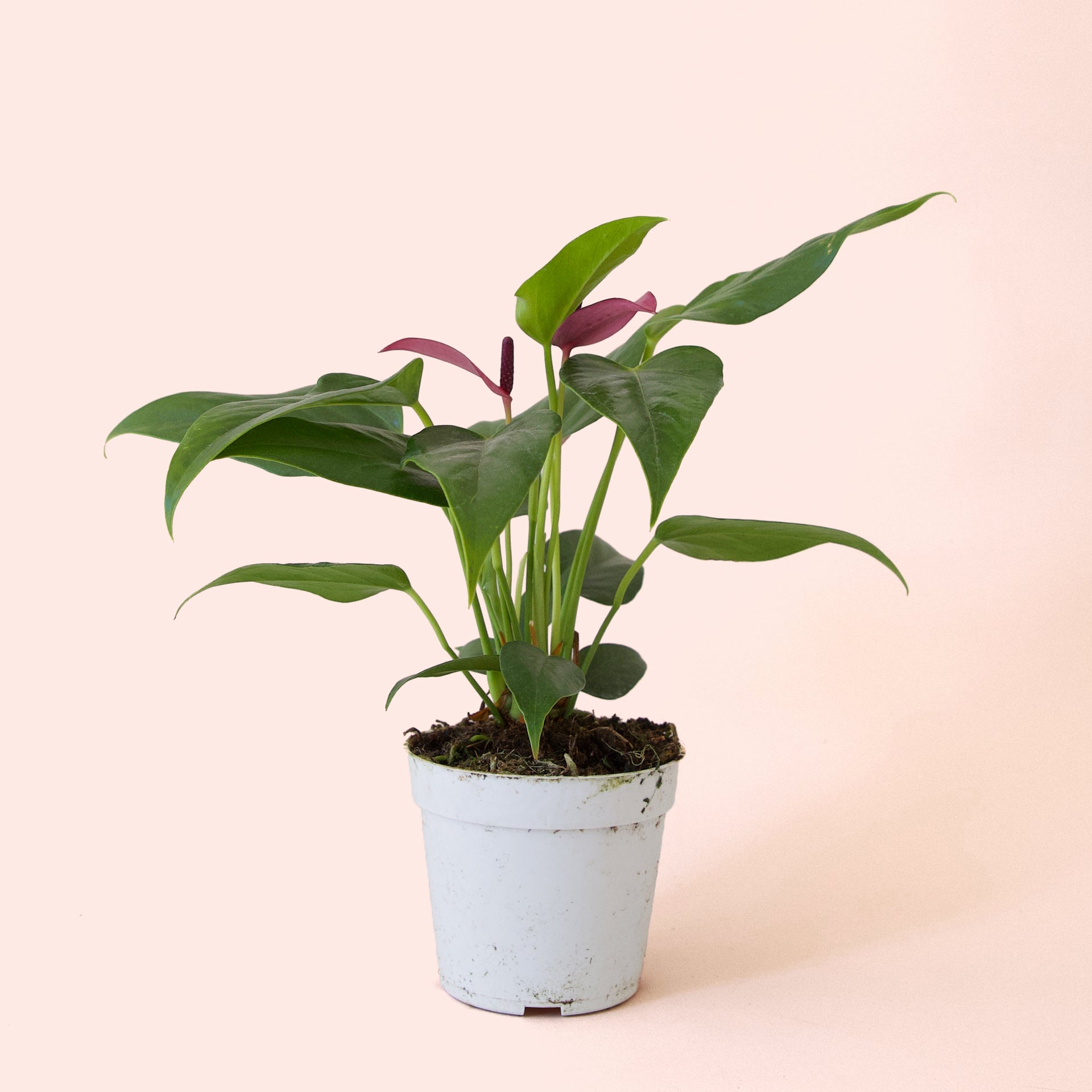 Anthurium Zizou | Stunning Tropical Houseplant – Pigment