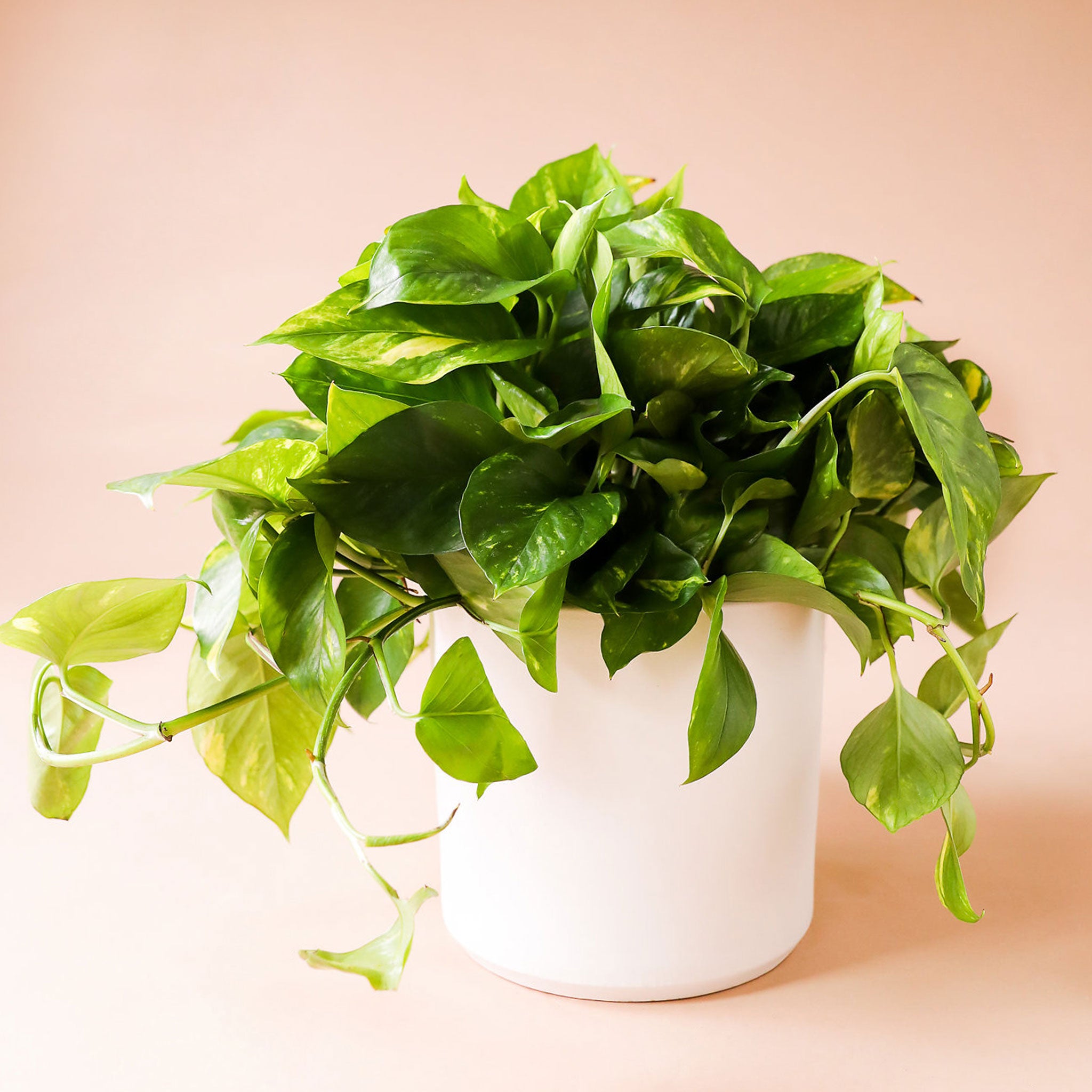 Pothos | Variegated – Pigment