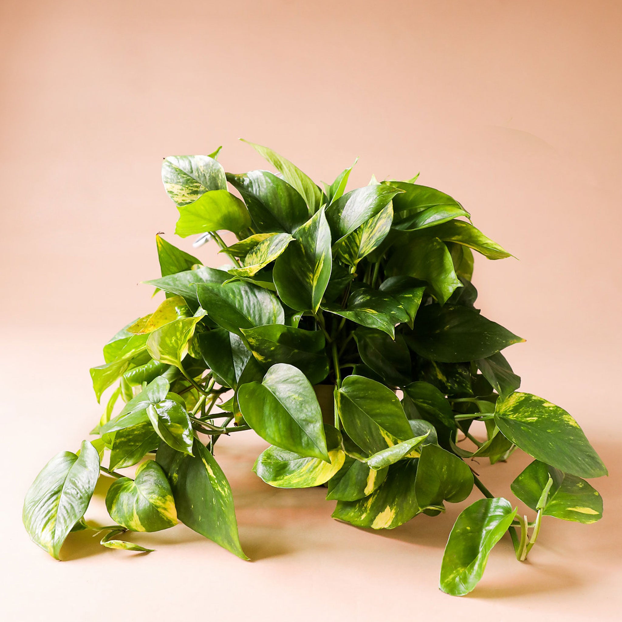 Pothos | Variegated – Pigment