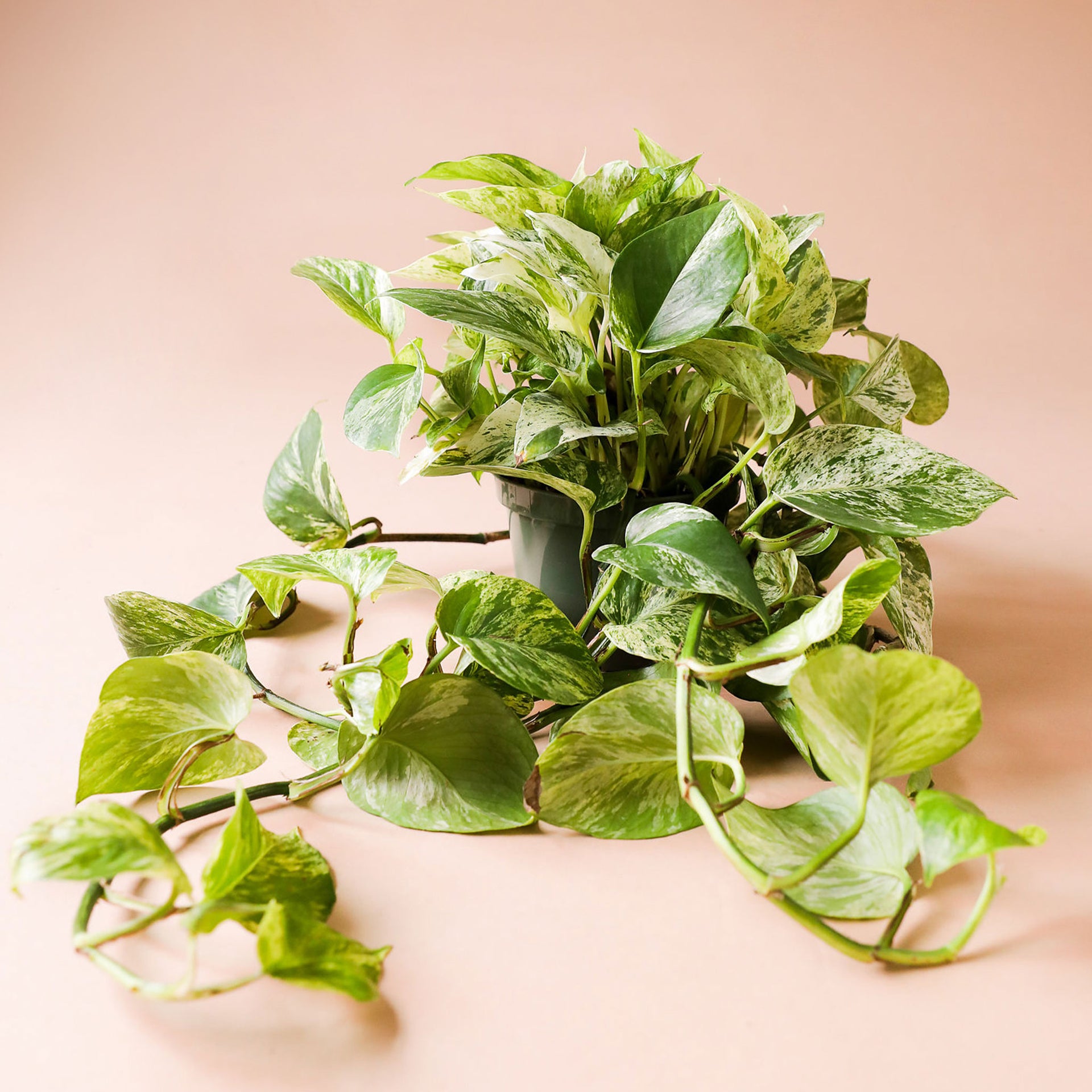Pothos | Marble Queen – Pigment