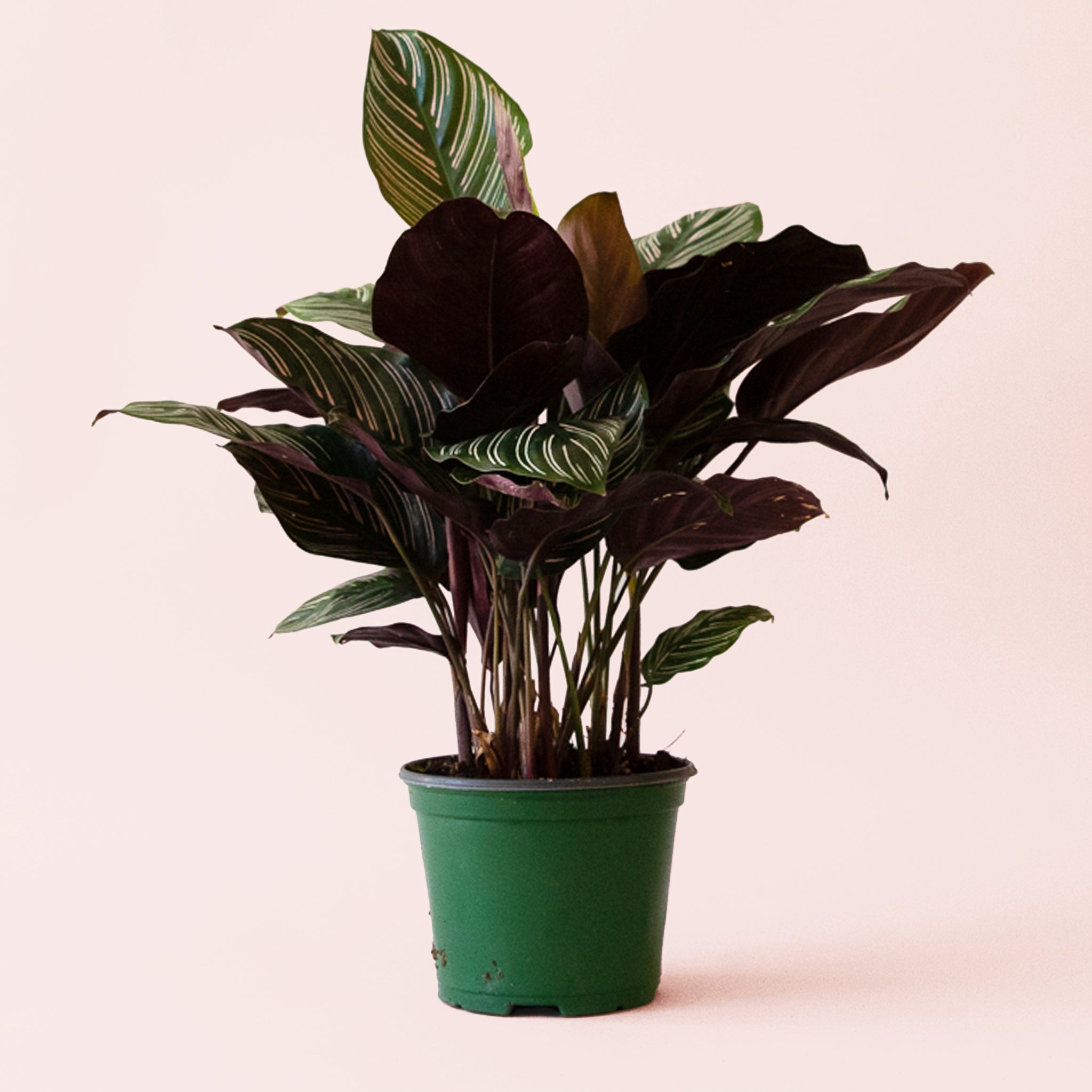 Calathea Ornata | Elegant Houseplant – Pigment