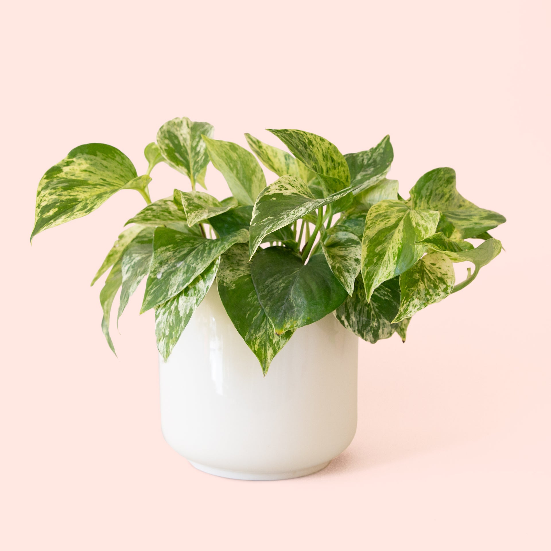 Pothos | Marble Queen – Pigment