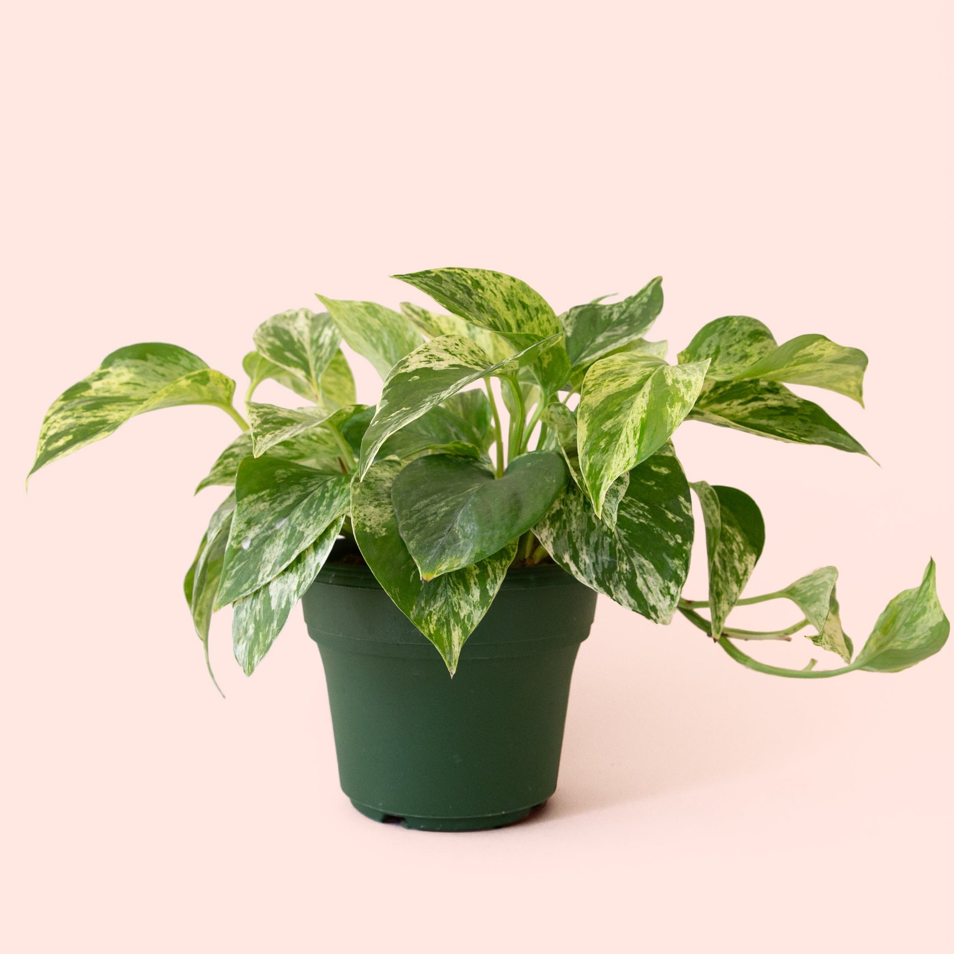 Pothos | Marble Queen – Pigment