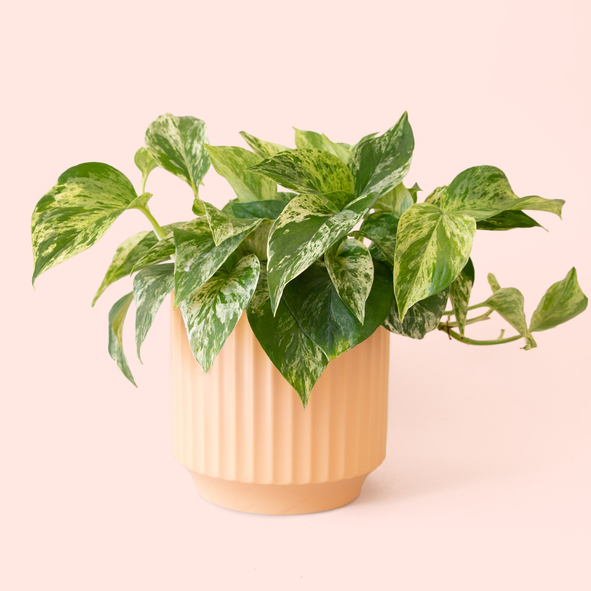 Pothos | Marble Queen – Pigment