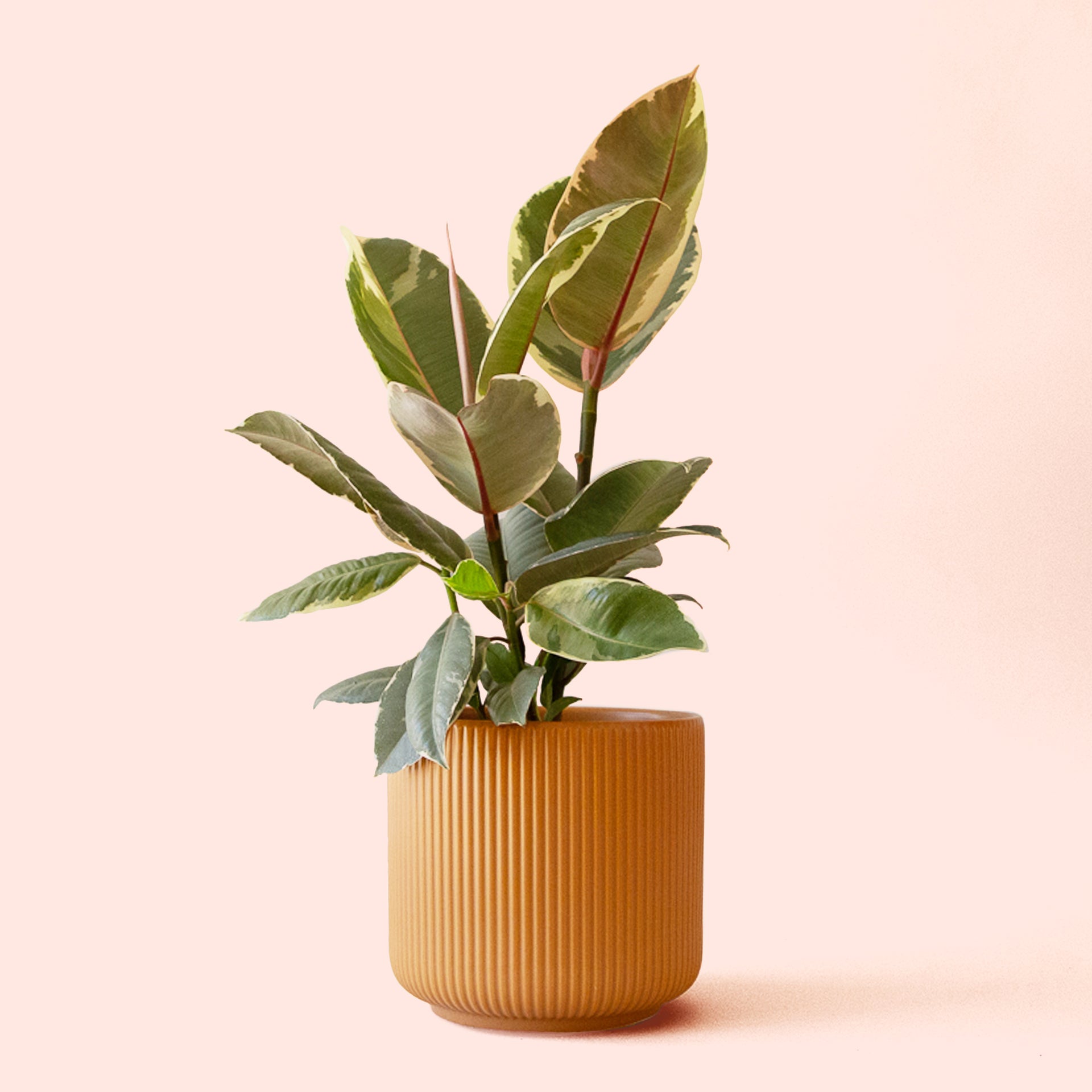 Ficus Elastica | Tineke – Pigment