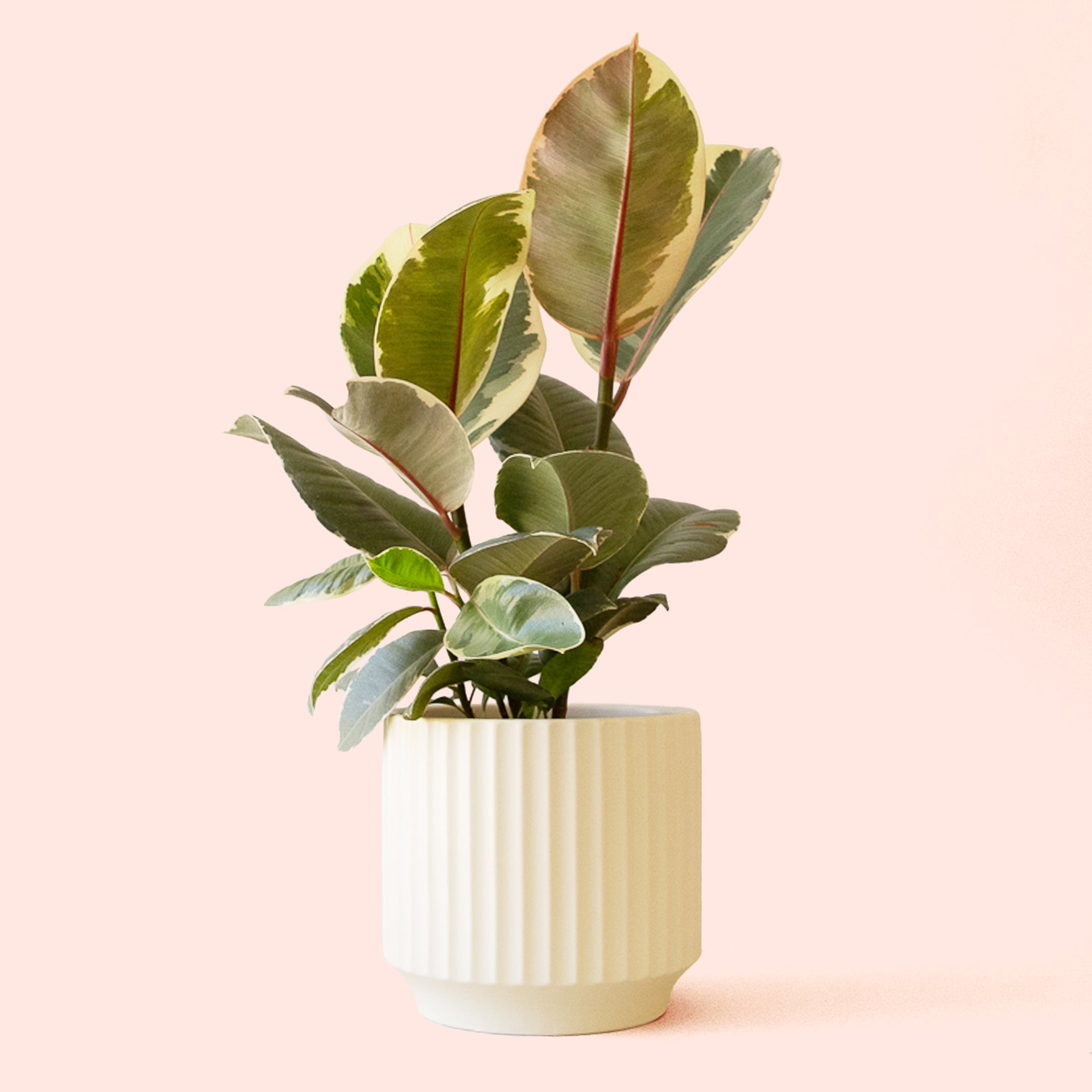 Ficus Elastica | Tineke – Pigment