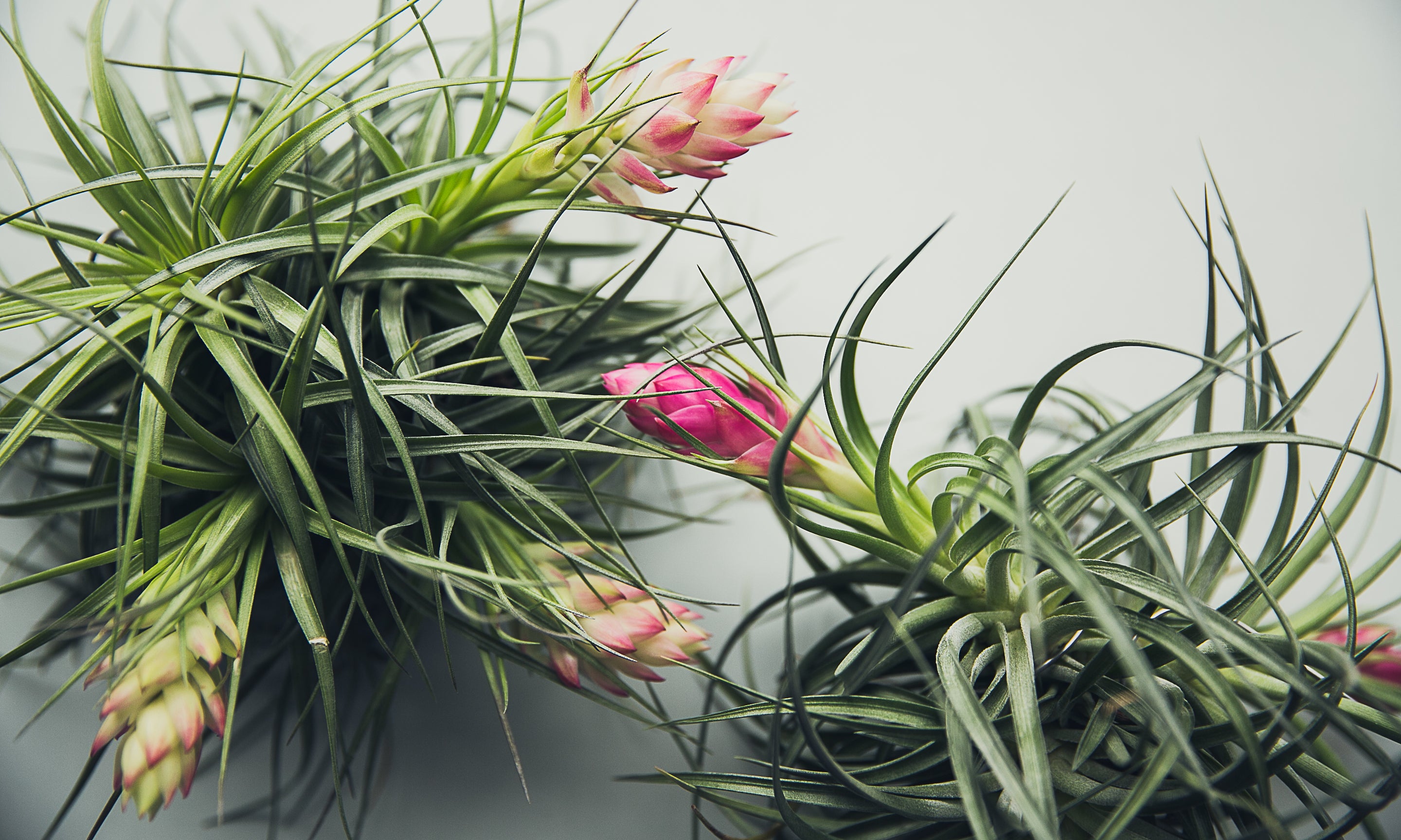 Plants & Planters – Pigment