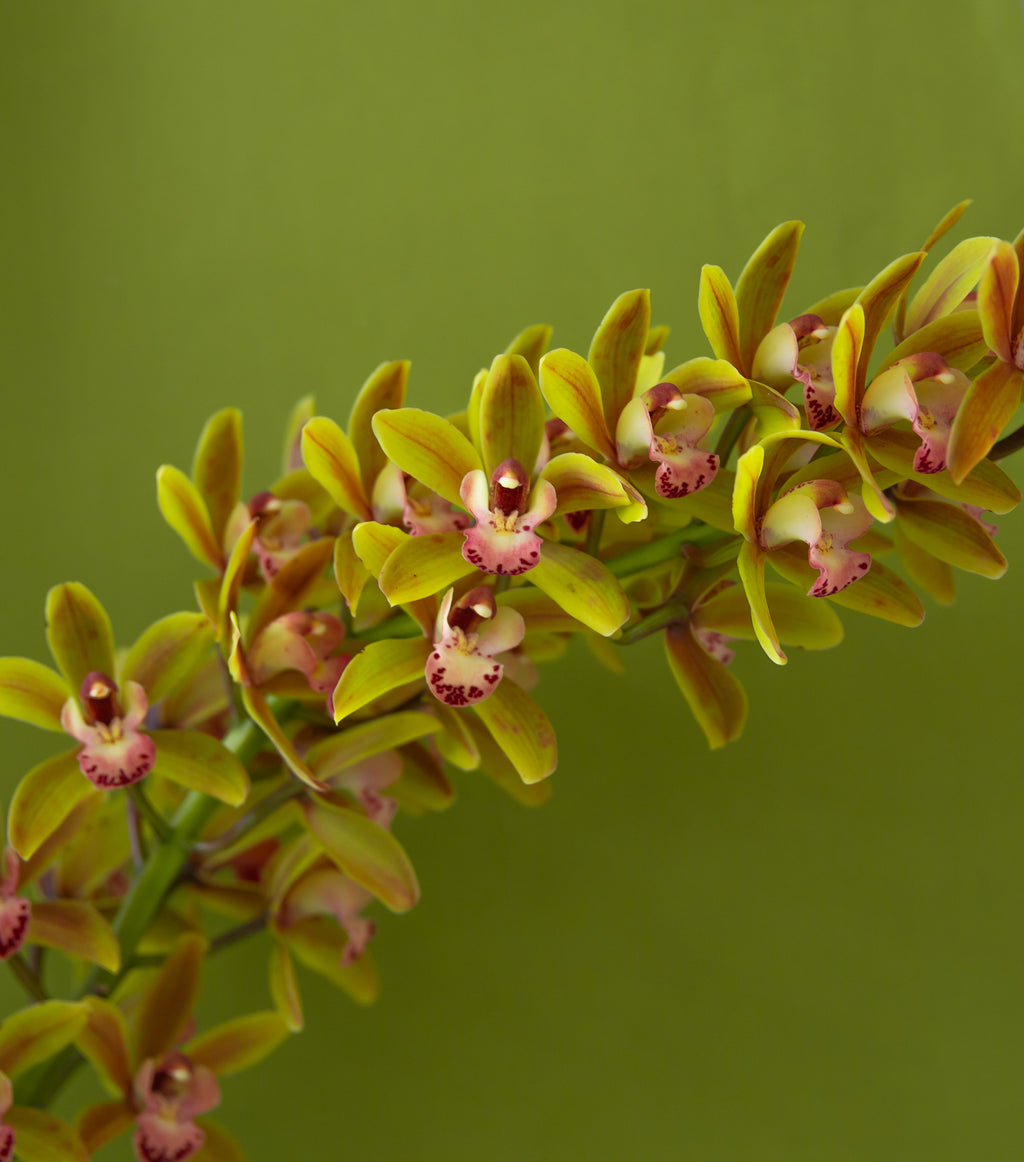 Pigment | Unique Goods for Home, Beauty + Wellness