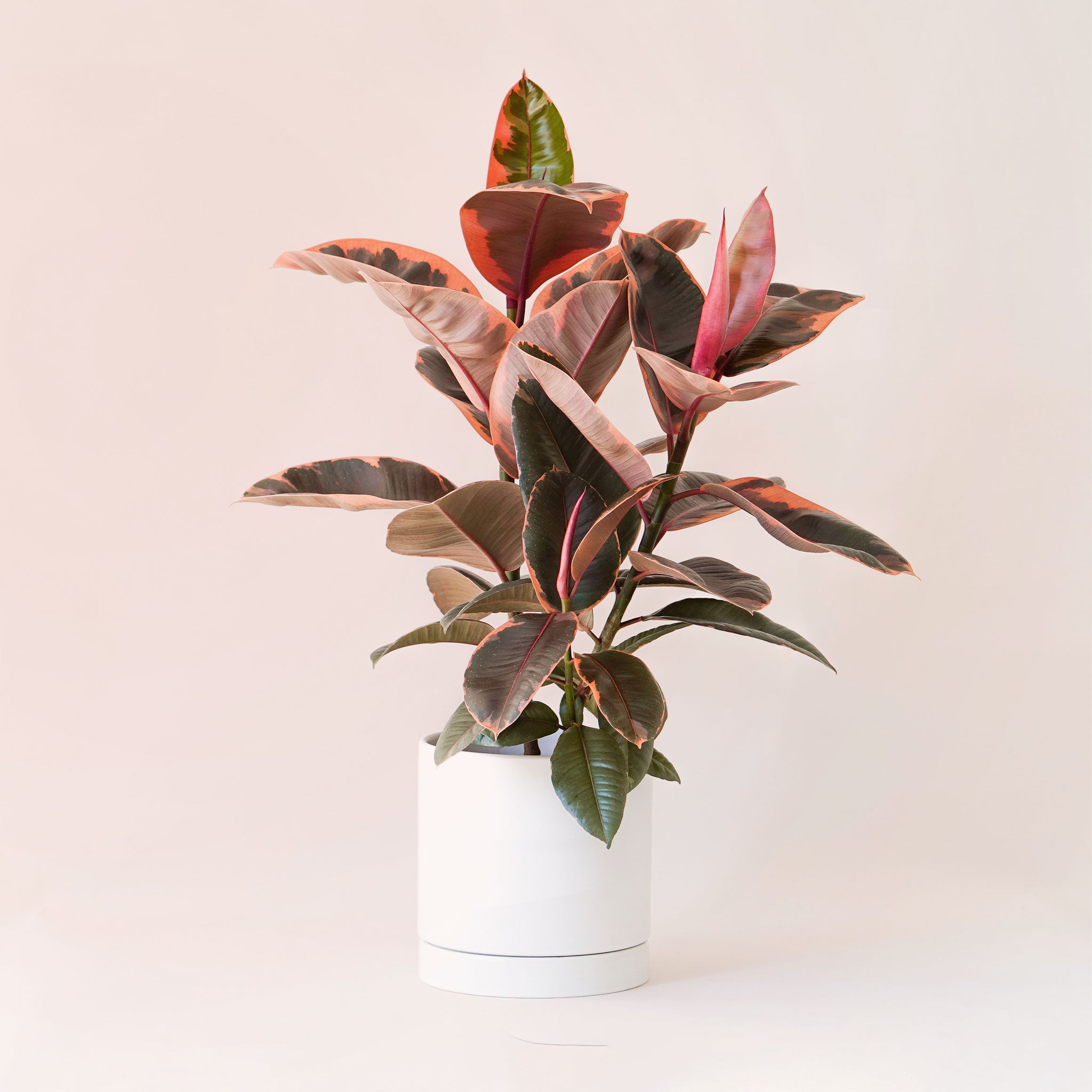 Ficus Elastica | Ruby – Pigment