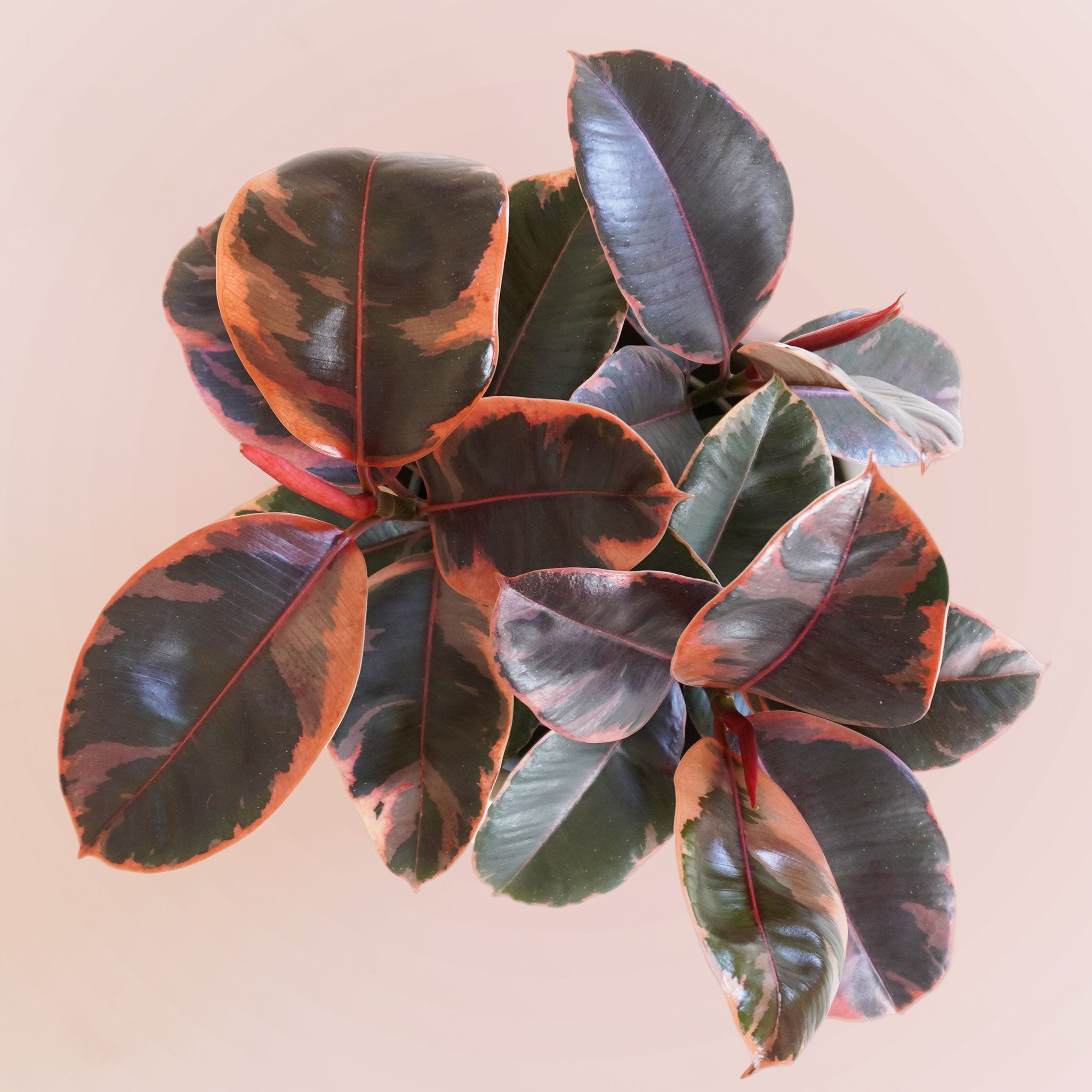 Ficus Elastica | Ruby – Pigment