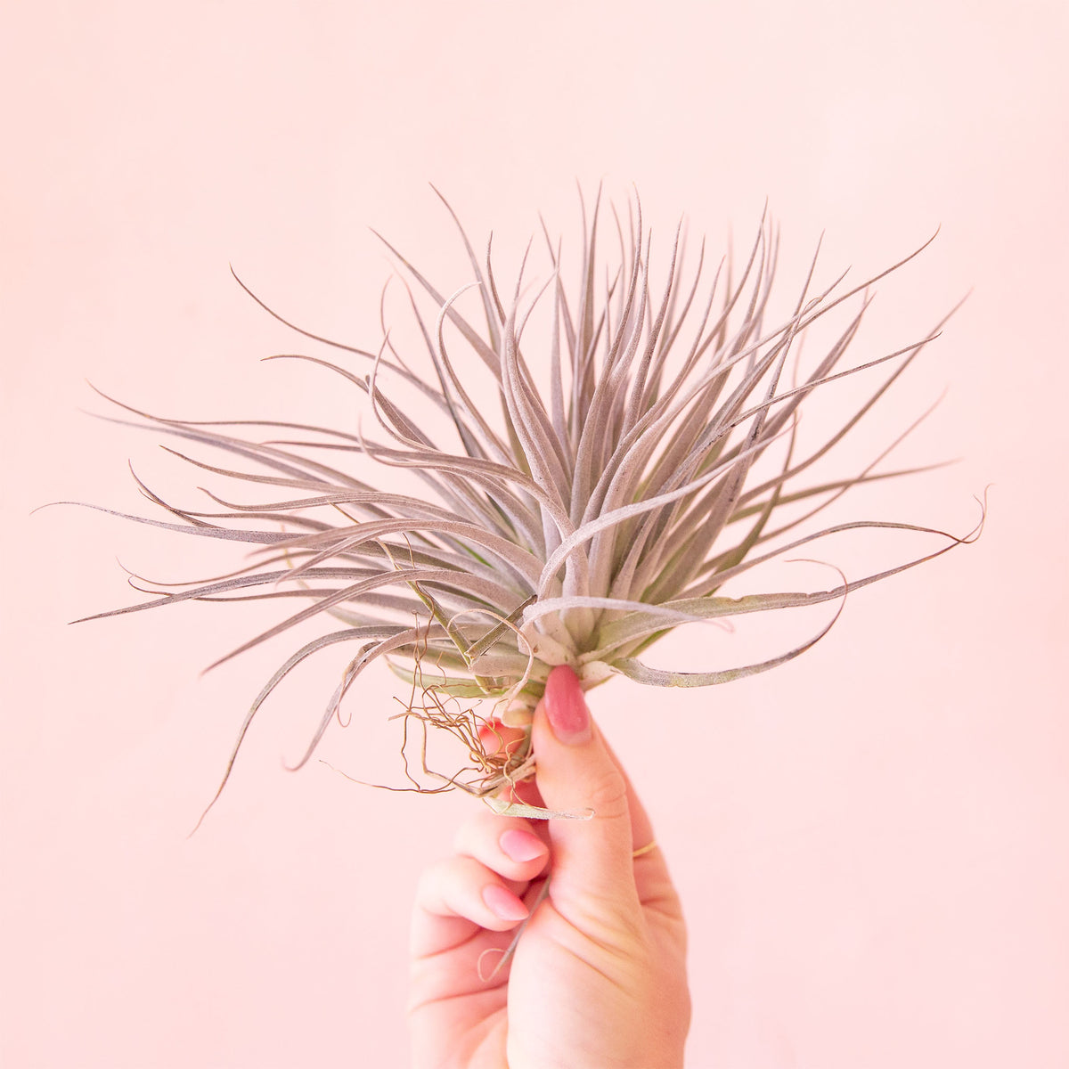 Tillandsia | Houston Pink – Pigment