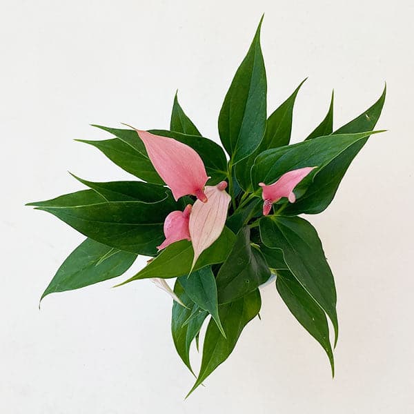 Anthurium | Lilli – Pigment