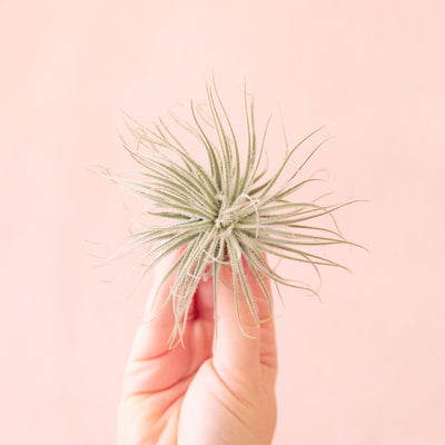 Tillandsia Tectorum | Air Plants | Pigment