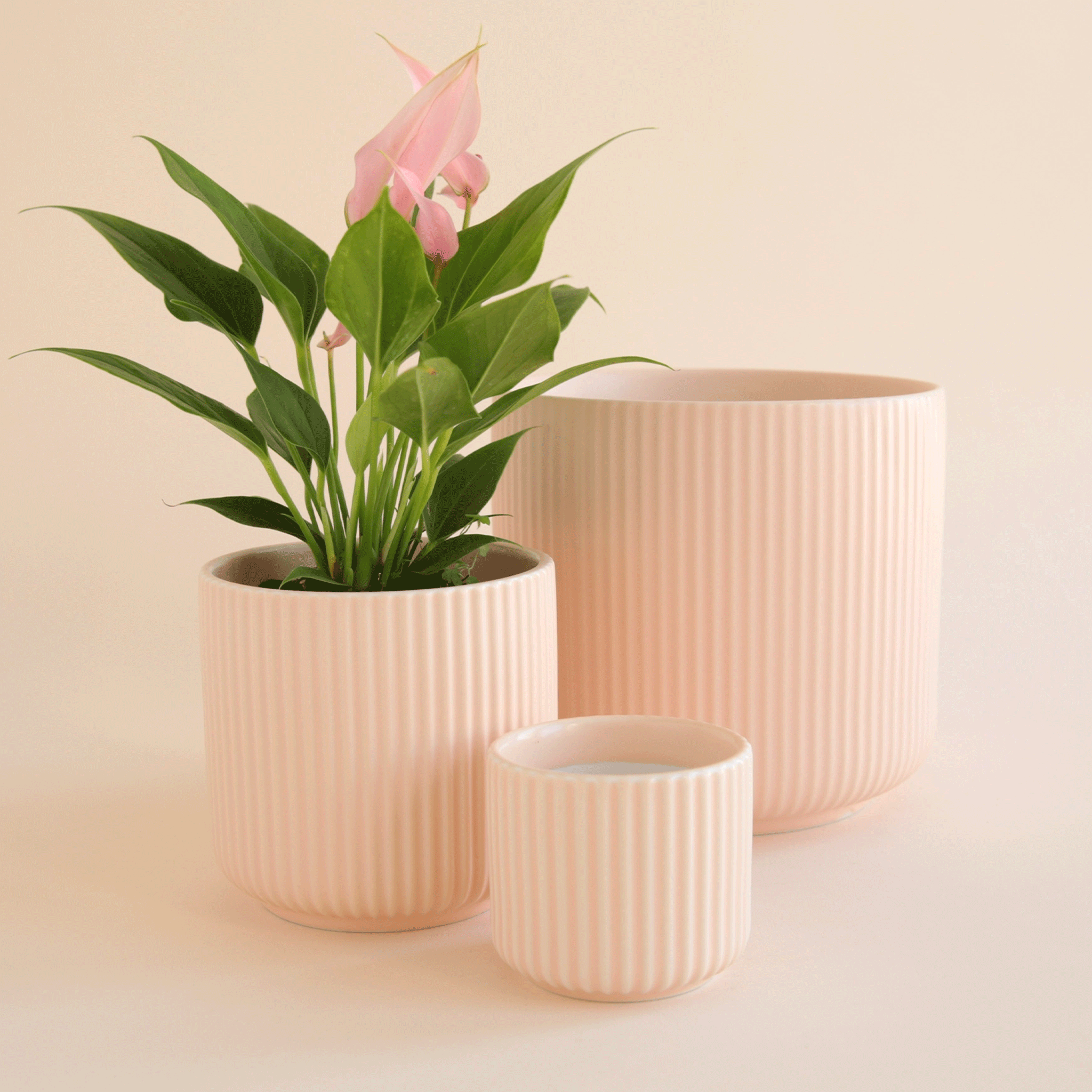 Stylish Indoor & Outdoor Planters, Flower Vases | Pigment