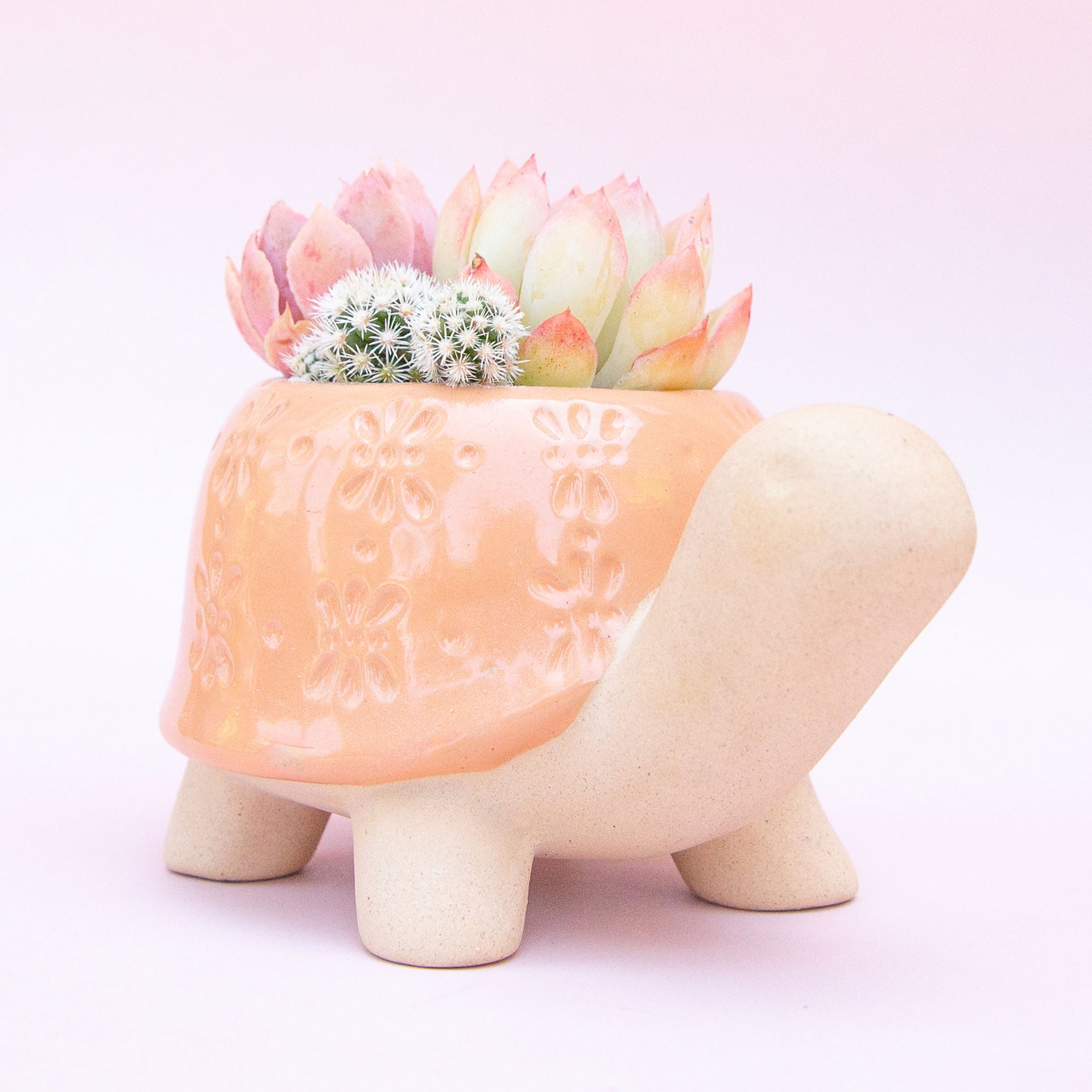 Medium Turtle Planting Experience – Pigment